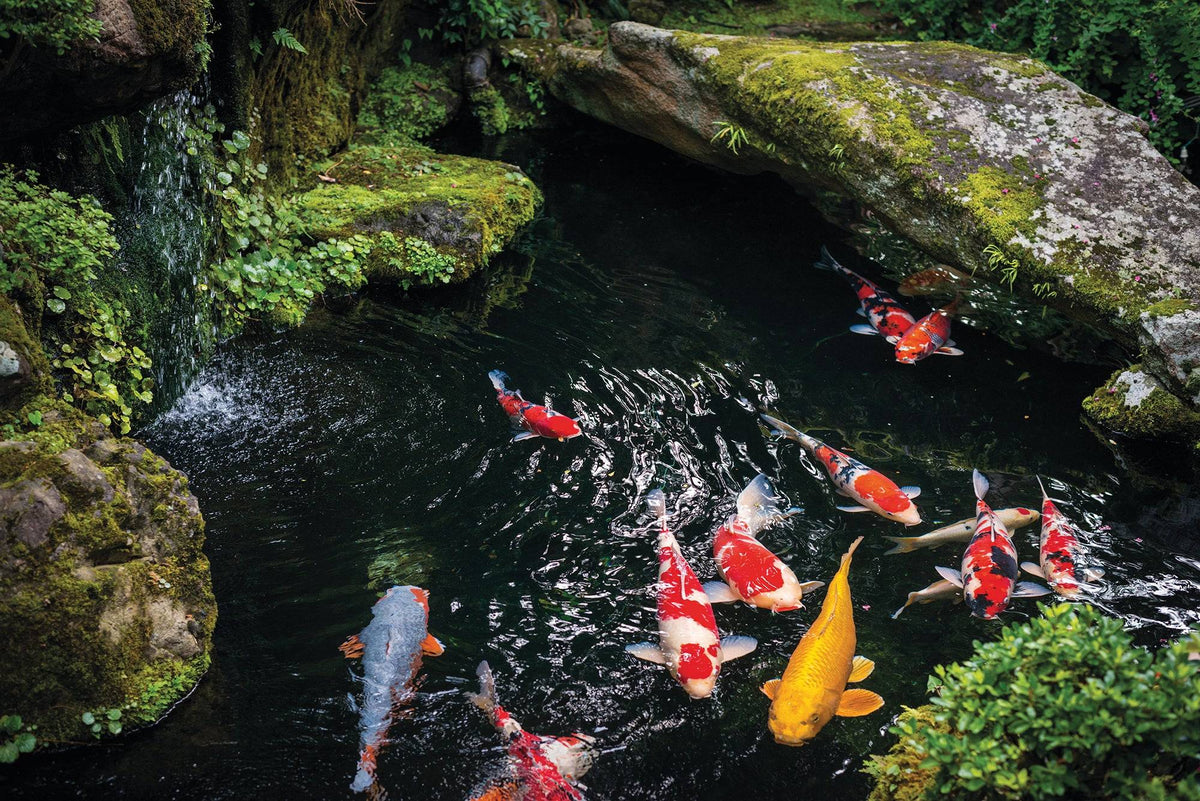 OASE North America | Aquariums & Indoor Aquatic Products