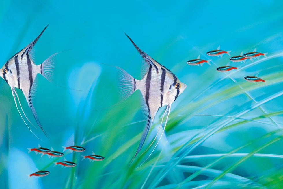 OASE Living Water | Aquariums & Indoor Aquatic Products – OASE North ...